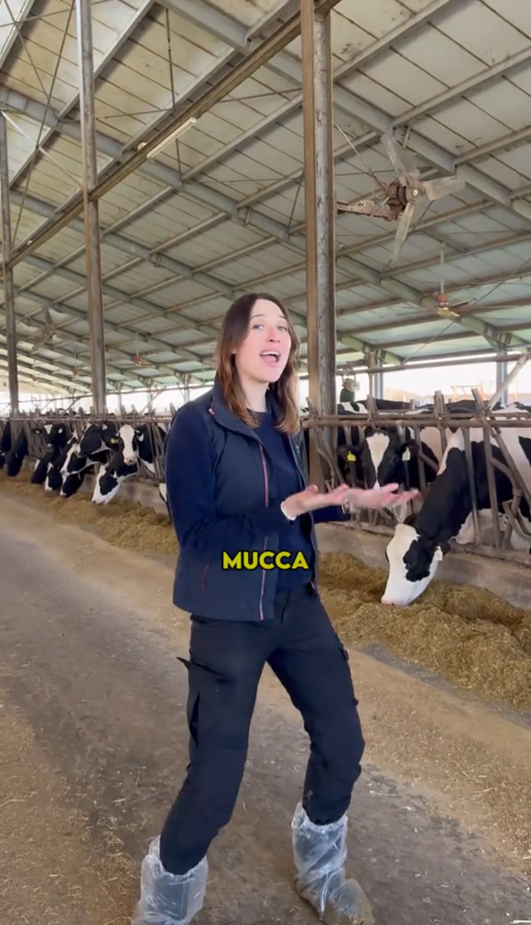 Allevatrice italiana spiega le differenze tra "mucca", "vacca ...